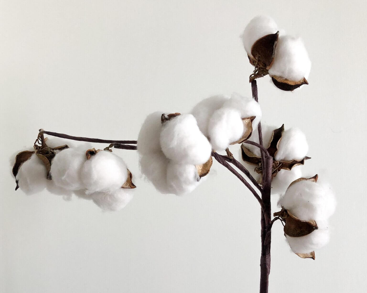 What Is Cotton | Seamless Source